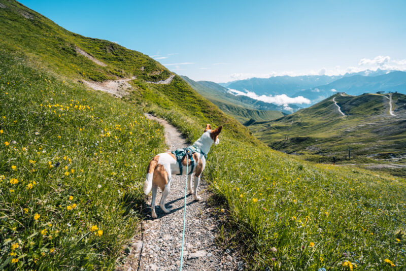 Serfaus Fiss Ladis im Sommer: Tipps, Wandern & Ausflüge